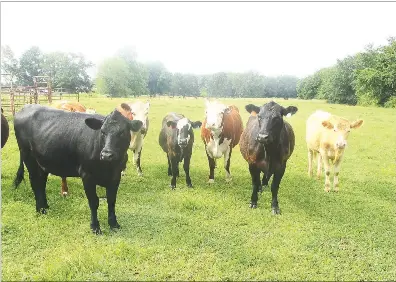 Parker Valley Farms offers tips for raising healthy cattle - PressReader