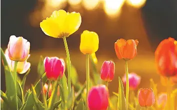 Bulbs to plant for spring colour - PressReader