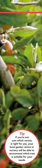 Grow your own APPLES - PressReader