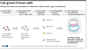 Lab-grown human ‘embryos’ offer new research hope - PressReader