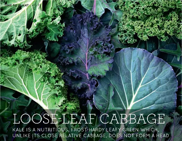 LOOSE-LEAF CABBAGE - PressReader