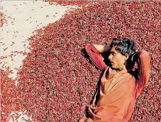 First heat, then floods wipe out farms in Pakistan’s chilli capital ...