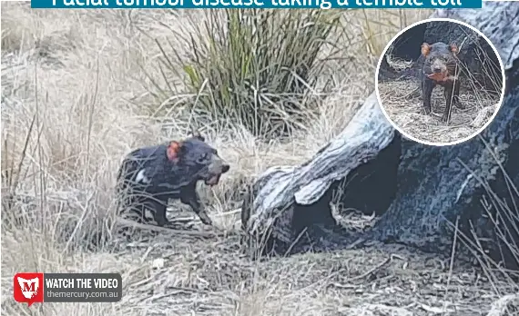 Hiker’s video captures sad sight of sick devil - PressReader