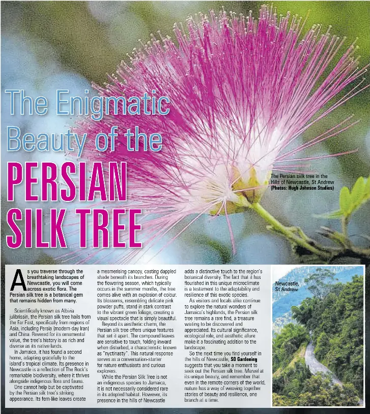 The Enigmatic Beauty of the PERSIAN SILK TREE - PressReader