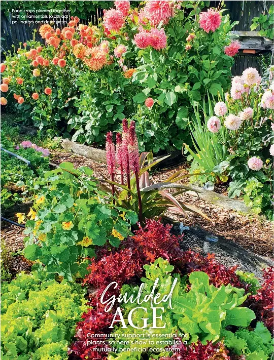 CLARKVILLE – Using swathe planting and guild planting. - PressReader