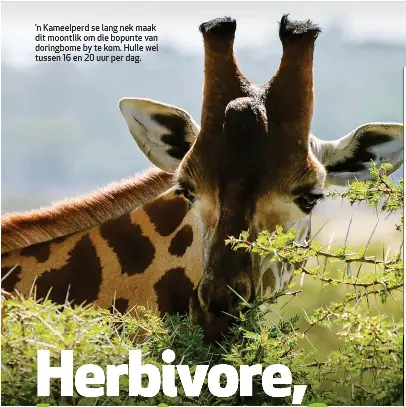 Diere se eetgewoont­es - PressReader