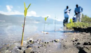JPS Foundation commits to replenishi­ng mangroves at Palisadoes - PressReader