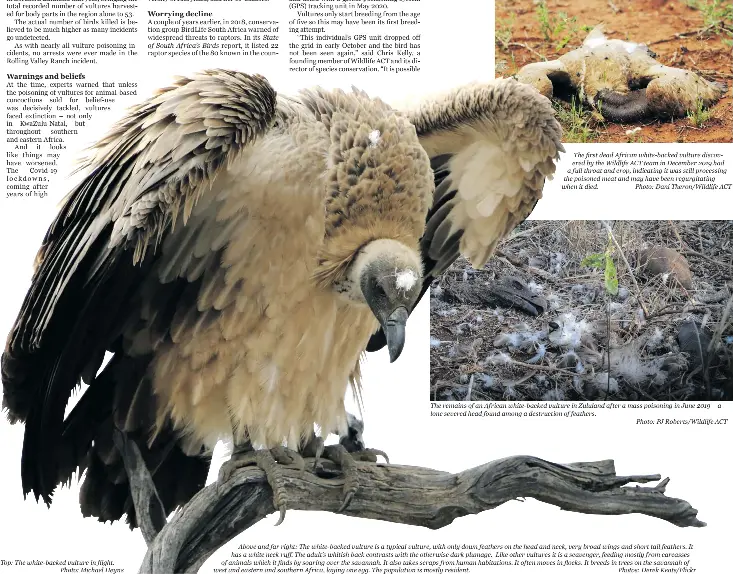 Symbols of prophecy, vultures are being targeted by charlatans and ...