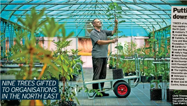 Sycamore saplings’ ‘message of hope’ - PressReader