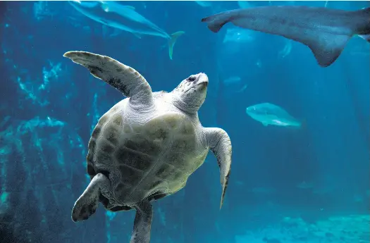 CT’S new rehab will give turtles a - PressReader