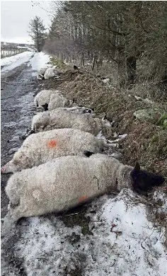 Farmer’ s horror as 11 sheep killed - PressReader