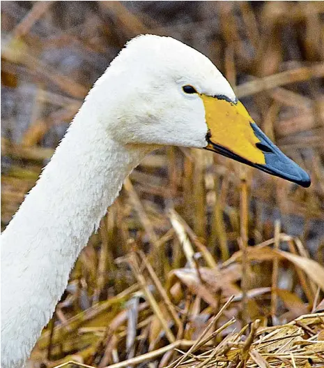 Spotting some of the star attraction­s at Britain’s largest dune loch ...