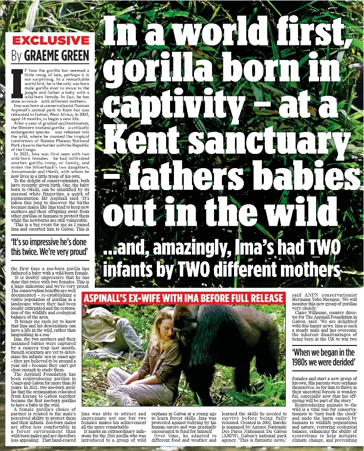 In a world first, gorilla born in captivity -- at a Kent sanctuary -- fathers babies out in the ...