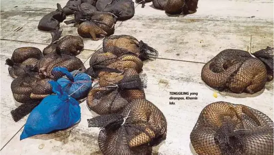 Daging, sisik tenggiling komoditi popular - PressReader