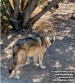 MEXICAN WOLVES RETURN - PressReader