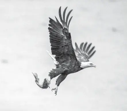 How the bald eagle (officially) became the national bird - PressReader