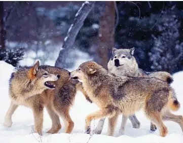 Is your dog trying to dominate you? - PressReader