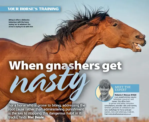 When gnashers get nasty - PressReader