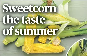 Sweetcorn the taste of summer - PressReader