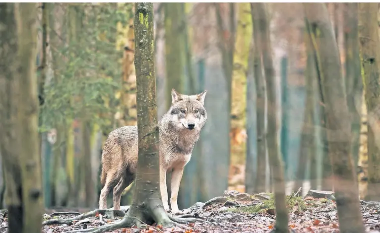 Der Wolf im Visier - PressReader