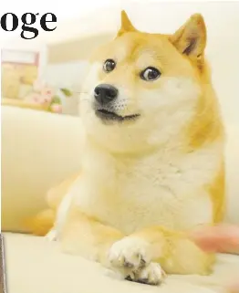 Global meme icon Kabosu passes away - PressReader