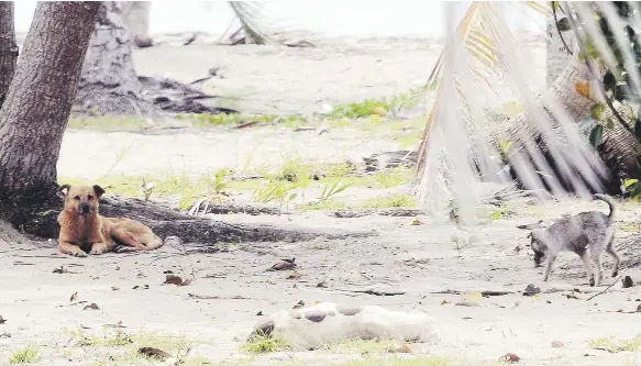 Los animales realengos: un problema que afecta la salud pública ...