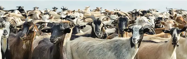 ITALIAN ISLAND OVERRUN BY GOATS - PressReader
