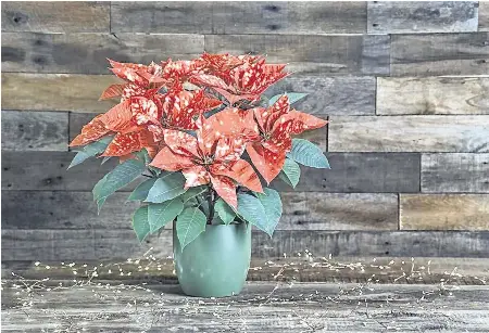 Make a holiday statement with charming poinsettia­s - PressReader