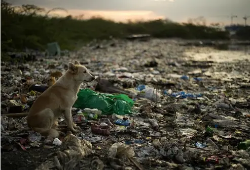 How much plastic do you eat? It could be as much as a credit card a ...
