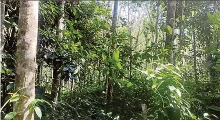 3 faktor punca kebun getah terus terbiar - PressReader