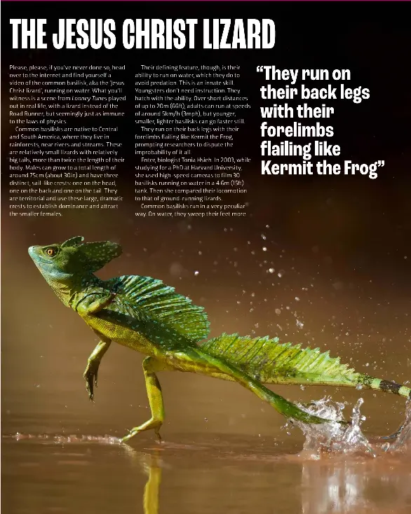 The Jesus Christ Lizard Pressreader 3090