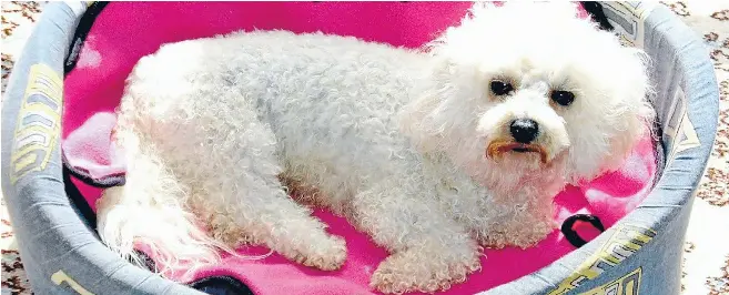 Bichon freeze: Bizarre pet sendoffs - PressReader