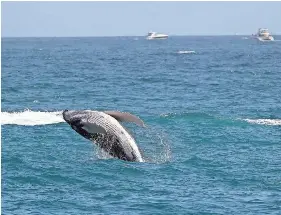 Reasons why whales beach themselves elude scientists - PressReader