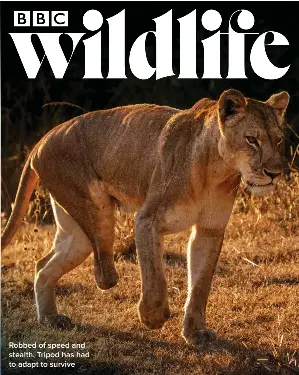 Tripod the lion - PressReader