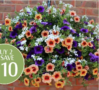 CASCADES OF COLOUR FOR THE SUMMER GARDEN - PressReader