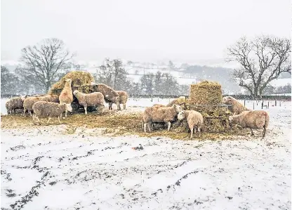 NSA in bid to tackle rise in dog attacks on sheep - PressReader