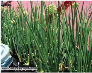 Maganda Ang Kita Sa Sibuyas-Dahon - PressReader