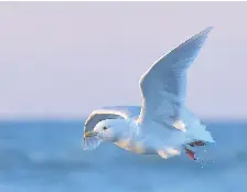 Mild winter creates challenges at Grey-bruce Christmas bird counts ...
