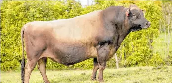 Young bull sires ready to be dads - PressReader