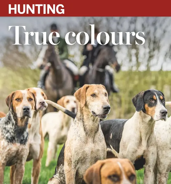 The history and breeding of different coloured hounds - PressReader