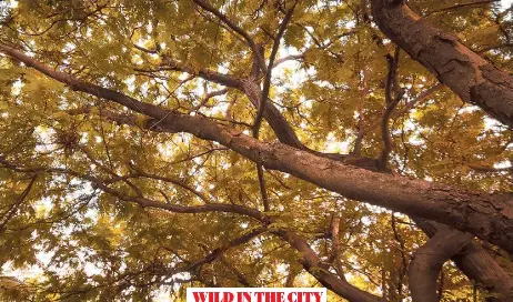 These majestic trees burst into bloom in summer, support hundreds of ...