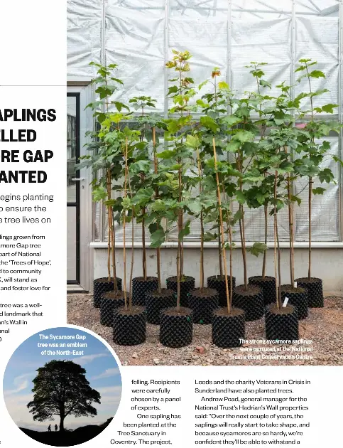FIRST SAPLINGS FROM FELLED SYCAMORE GAP TREE PLANTED - PressReader