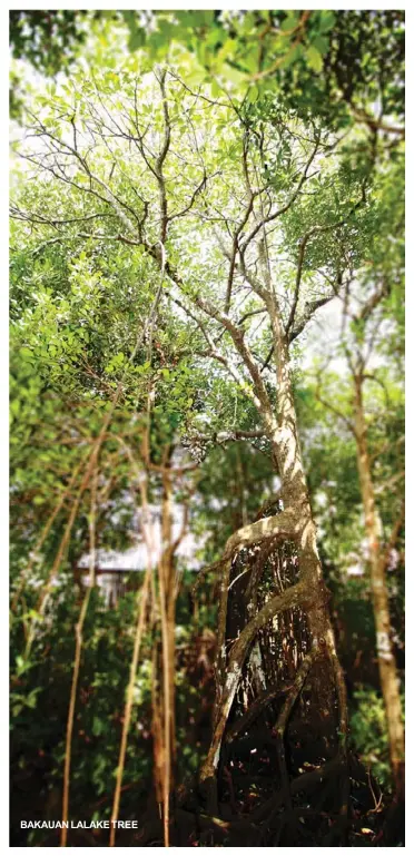 BAKAUAN LALAKE - PressReader