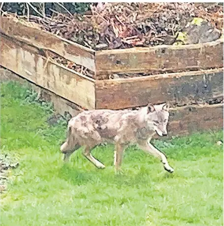 Erneut streift Wolf durch Hückeswage­n - PressReader