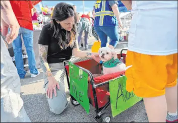 ‘Puppy Love’ adoption event draws hundreds - PressReader