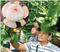 Buah cepu ada empat rasa - PressReader