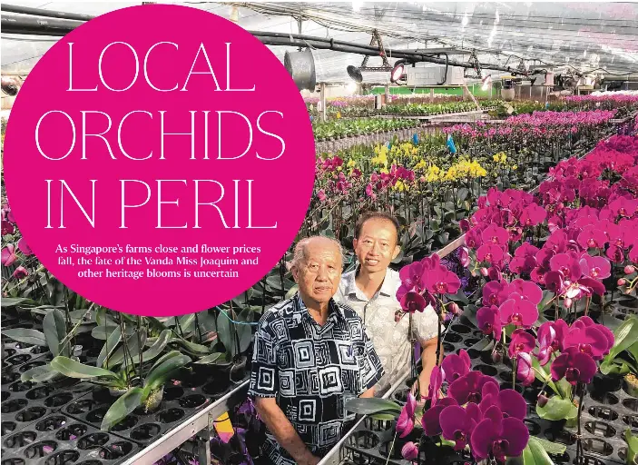 LOCAL ORCHIDS IN PERIL - PressReader