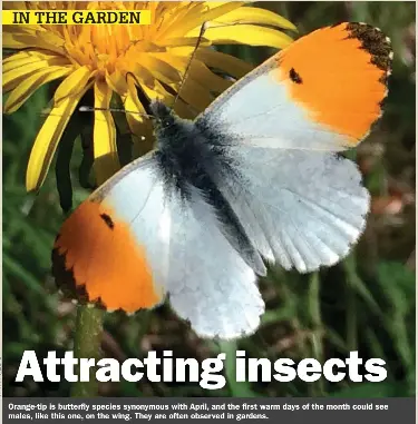 Attracting insects - PressReader