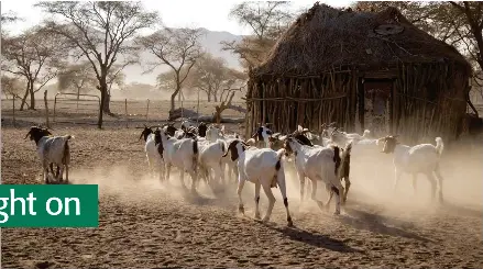 Devastatin­g drought grips Kunene - PressReader