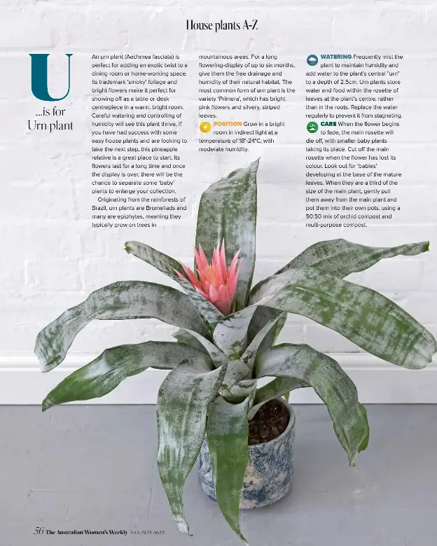 ...is for Urn plant - PressReader